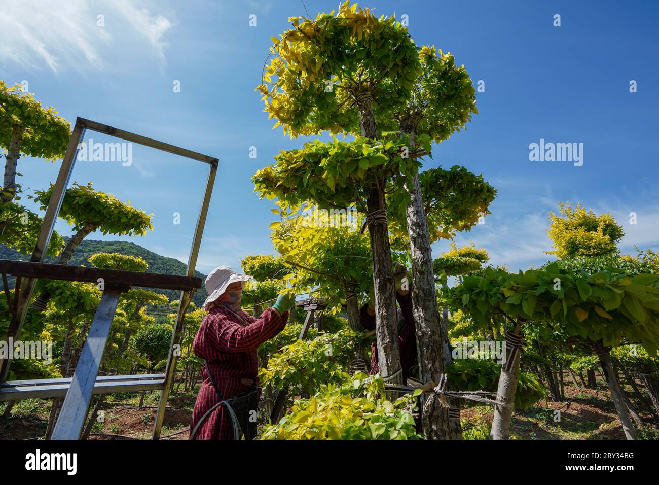 Zunhua City, China - May 13, 2023: Horticultural workers are shaping ...