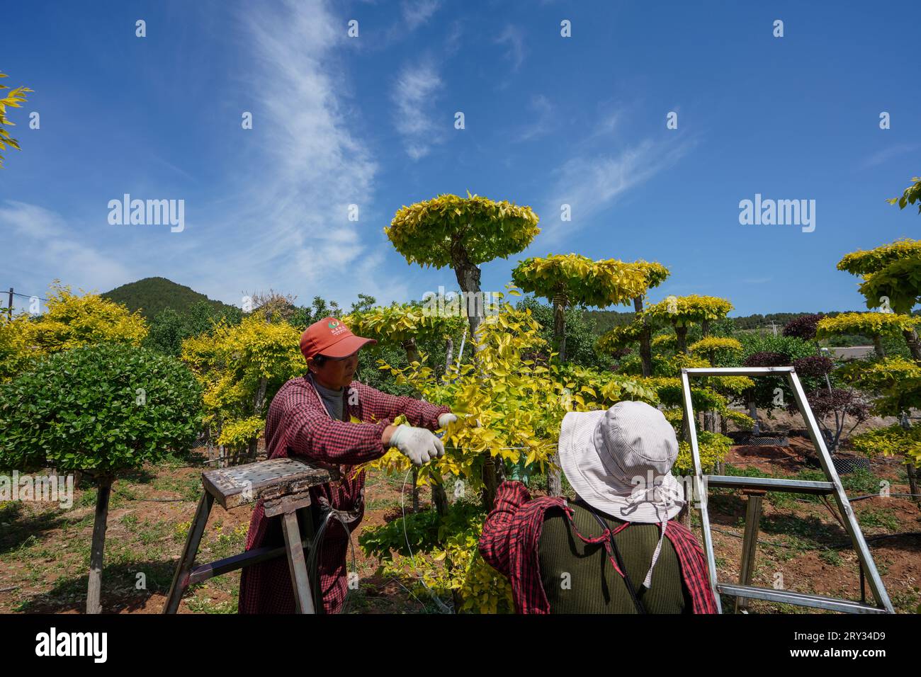 Zunhua City, China - May 13, 2023: Horticultural workers are shaping ...