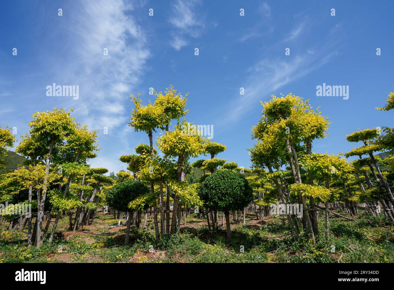 Golden leaf elm shaped tree in a planting base Stock Photo - Alamy