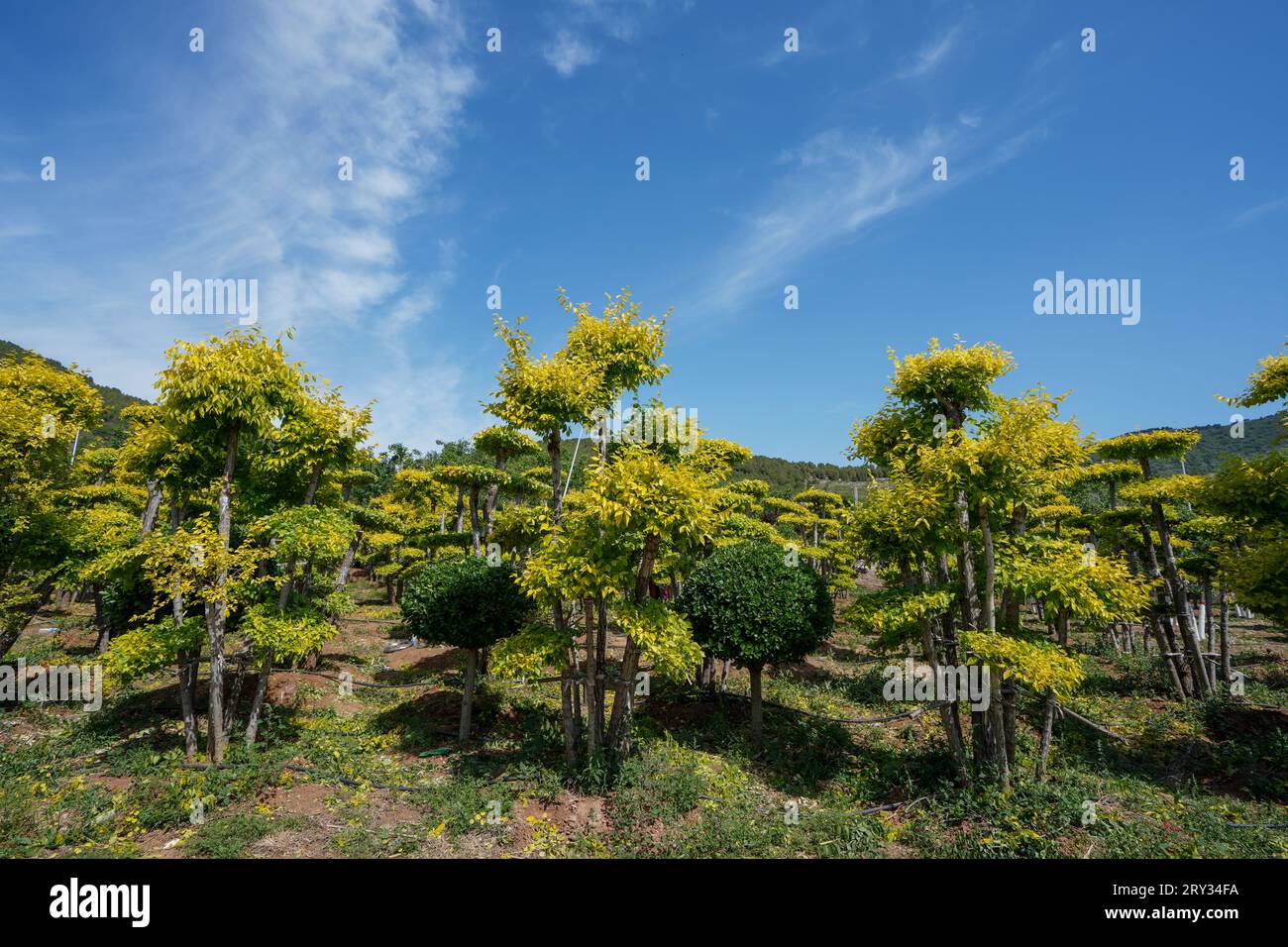 Golden leaf elm shaped tree in a planting base Stock Photo - Alamy