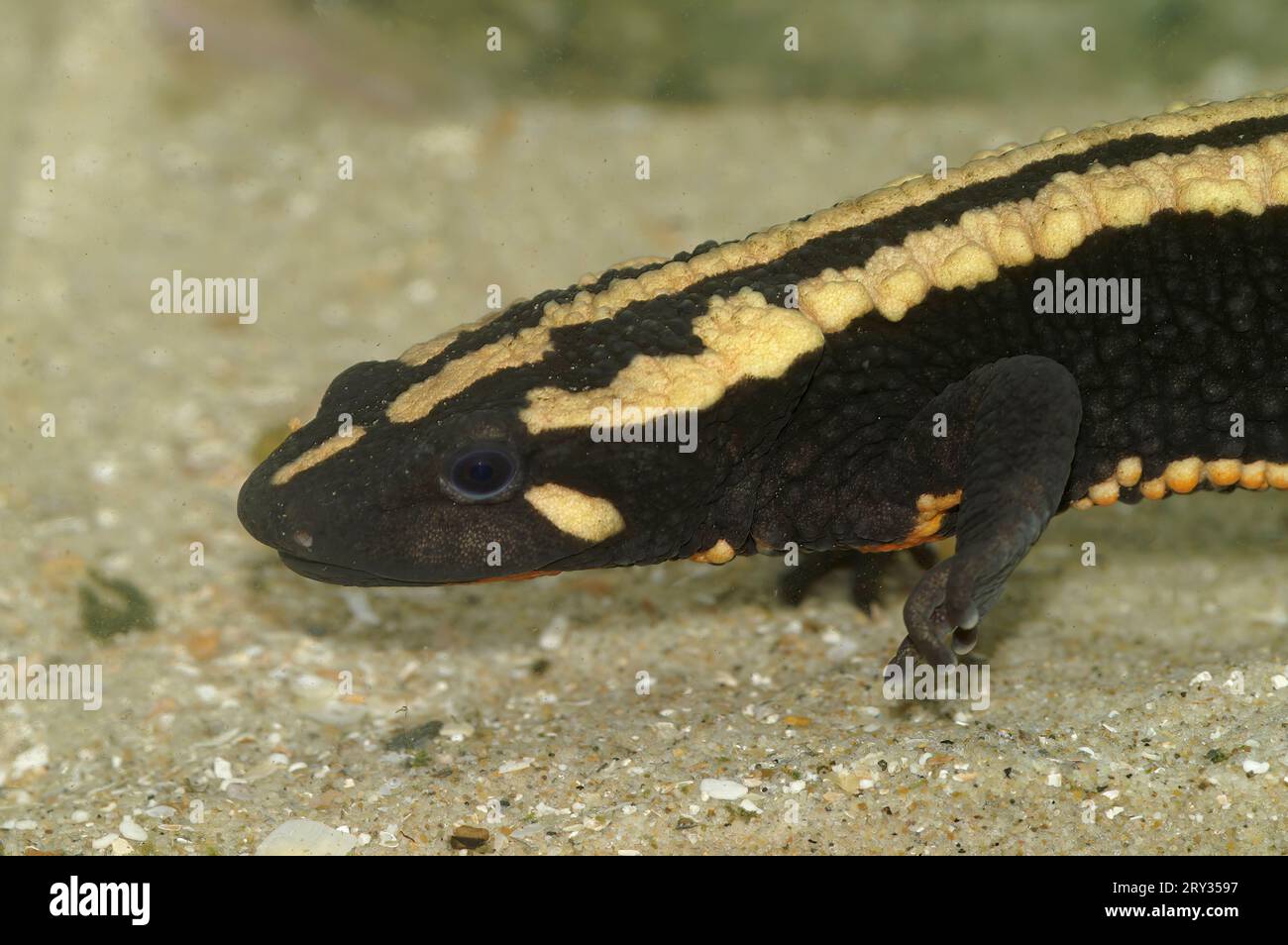 Detailed closeup on an colorful adult of the endangered Laos warty newt ...