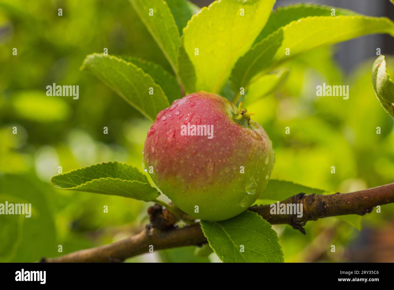 Close up view of red apple on tree with drops from rain in summer day ...