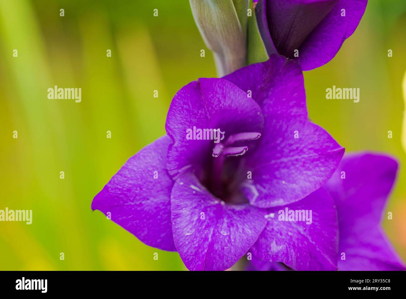 Purple gladiolus hi-res stock photography and images - Alamy