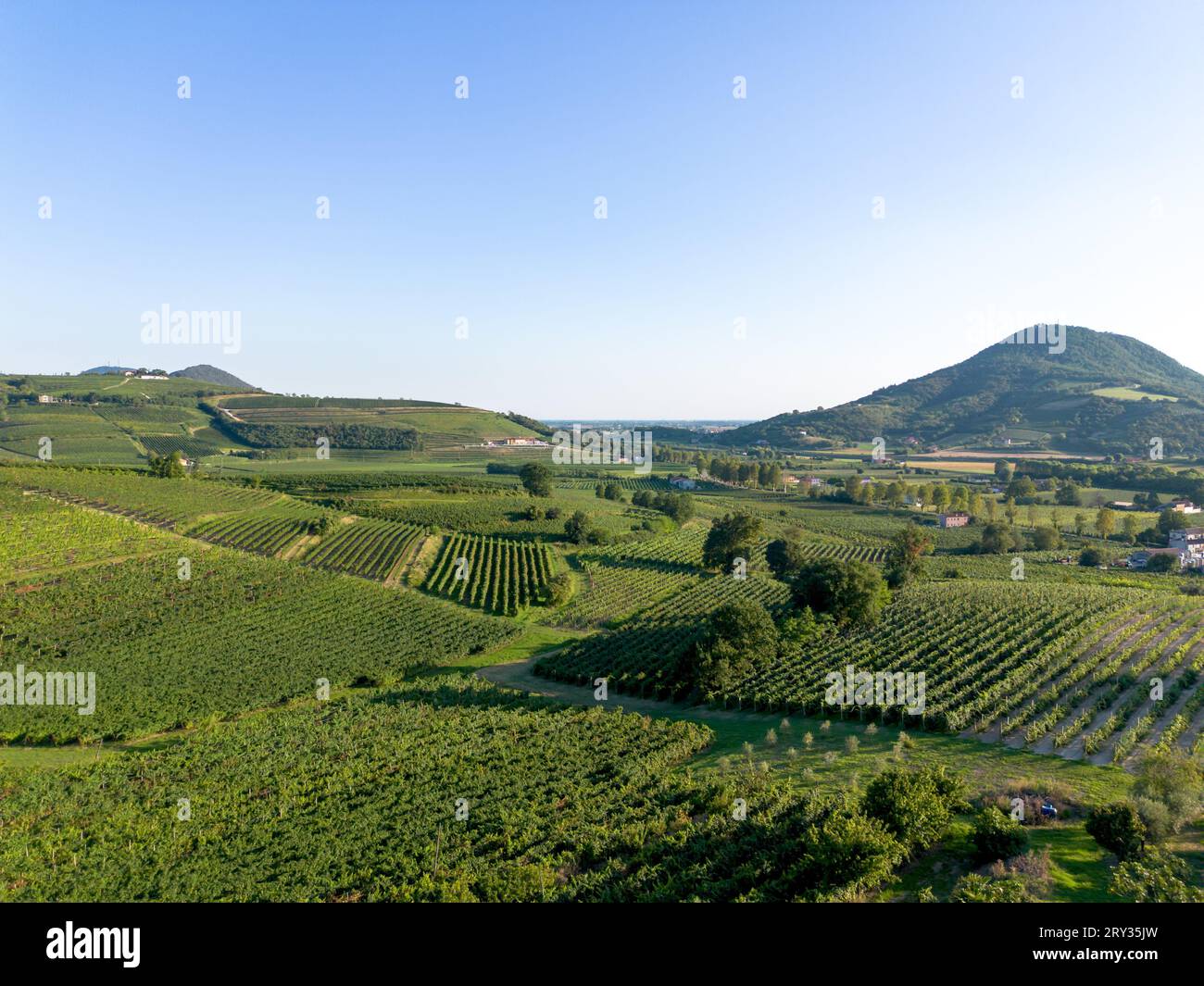 Aerial view of Italian wine country landscape with grapevines of ...