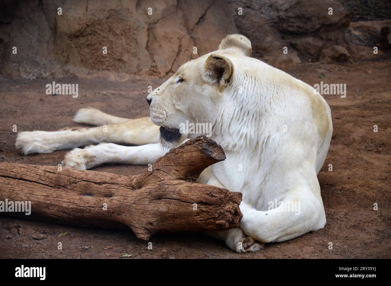 Old white lioness in the Jungle Park in Tenerife, Spain Stock Photo - Alamy
