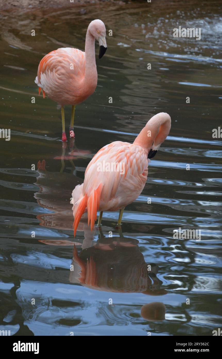 Pink flamingo in park Tenerife (Canary Spain) - animal background Stock ...