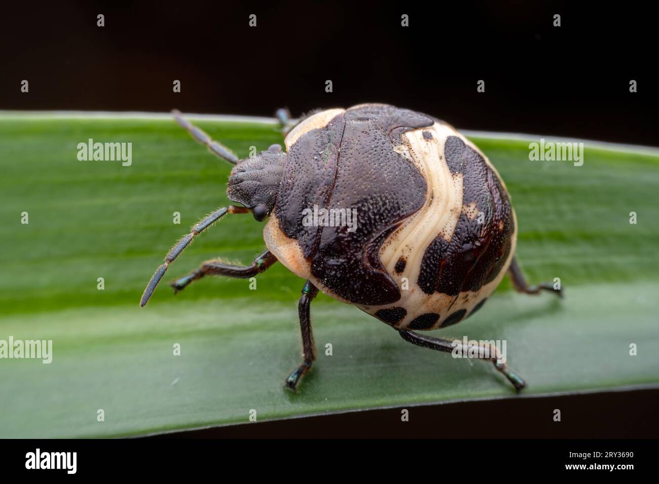Bug nymphs in nature, North China Stock Photo - Alamy