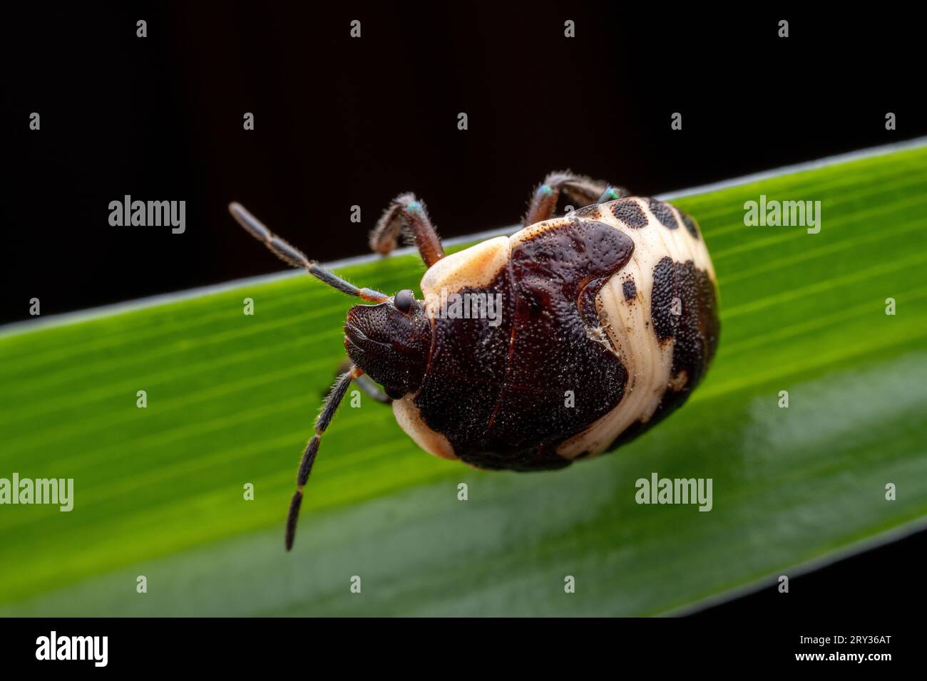 Bug nymphs in nature, North China Stock Photo - Alamy