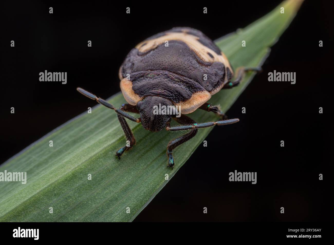Bug nymphs in nature, North China Stock Photo - Alamy