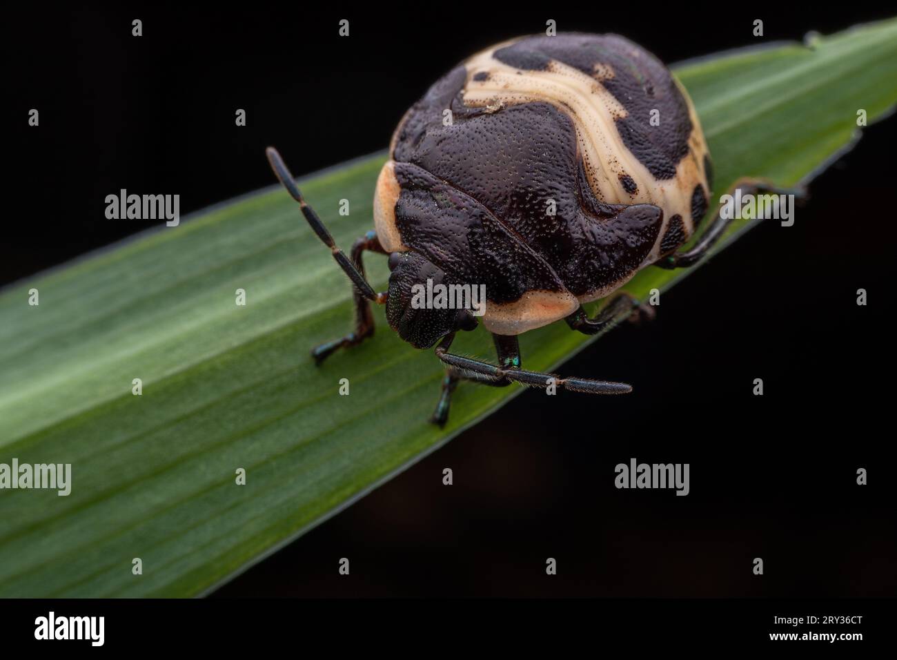 Bug nymphs in nature, North China Stock Photo - Alamy