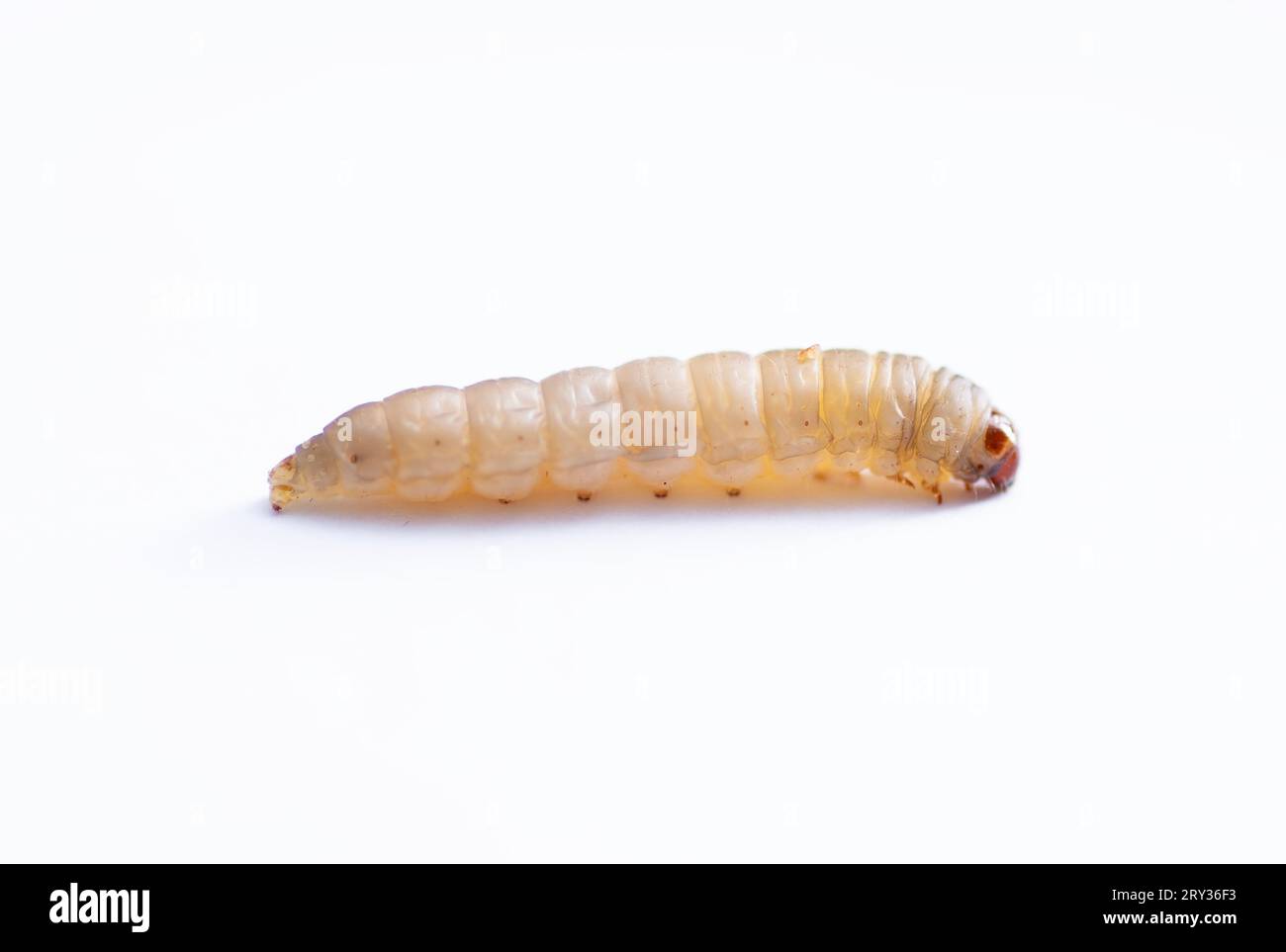 Close up larva Cut Out Stock Images & Pictures - Alamy
