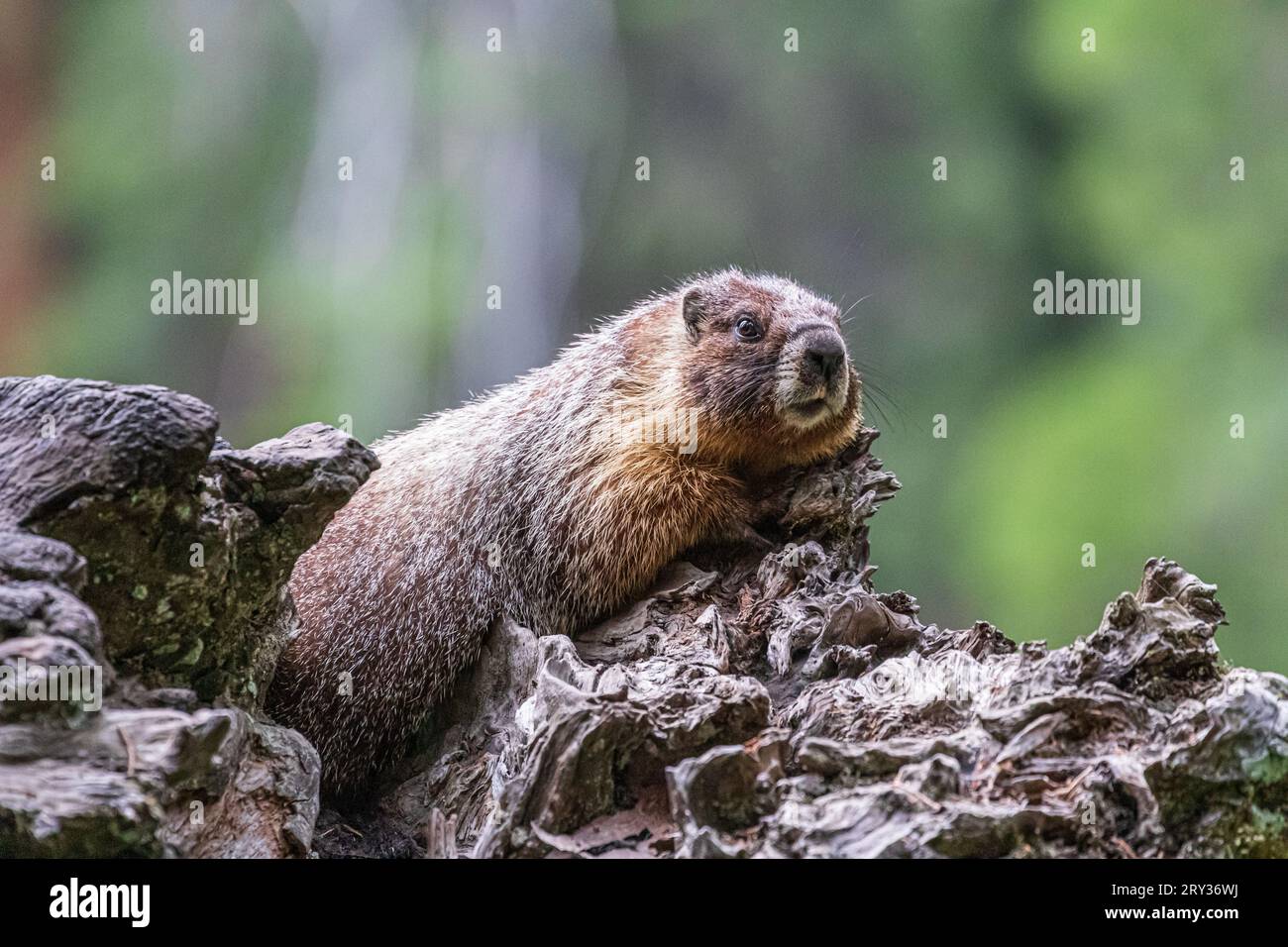 Sequoia national park animal hi-res stock photography and images - Alamy