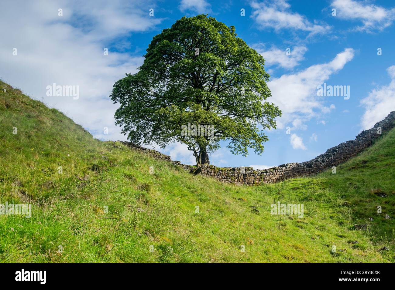 Famous tree at Sycamore Gap by Hadrian's Wall in Northumberland ...
