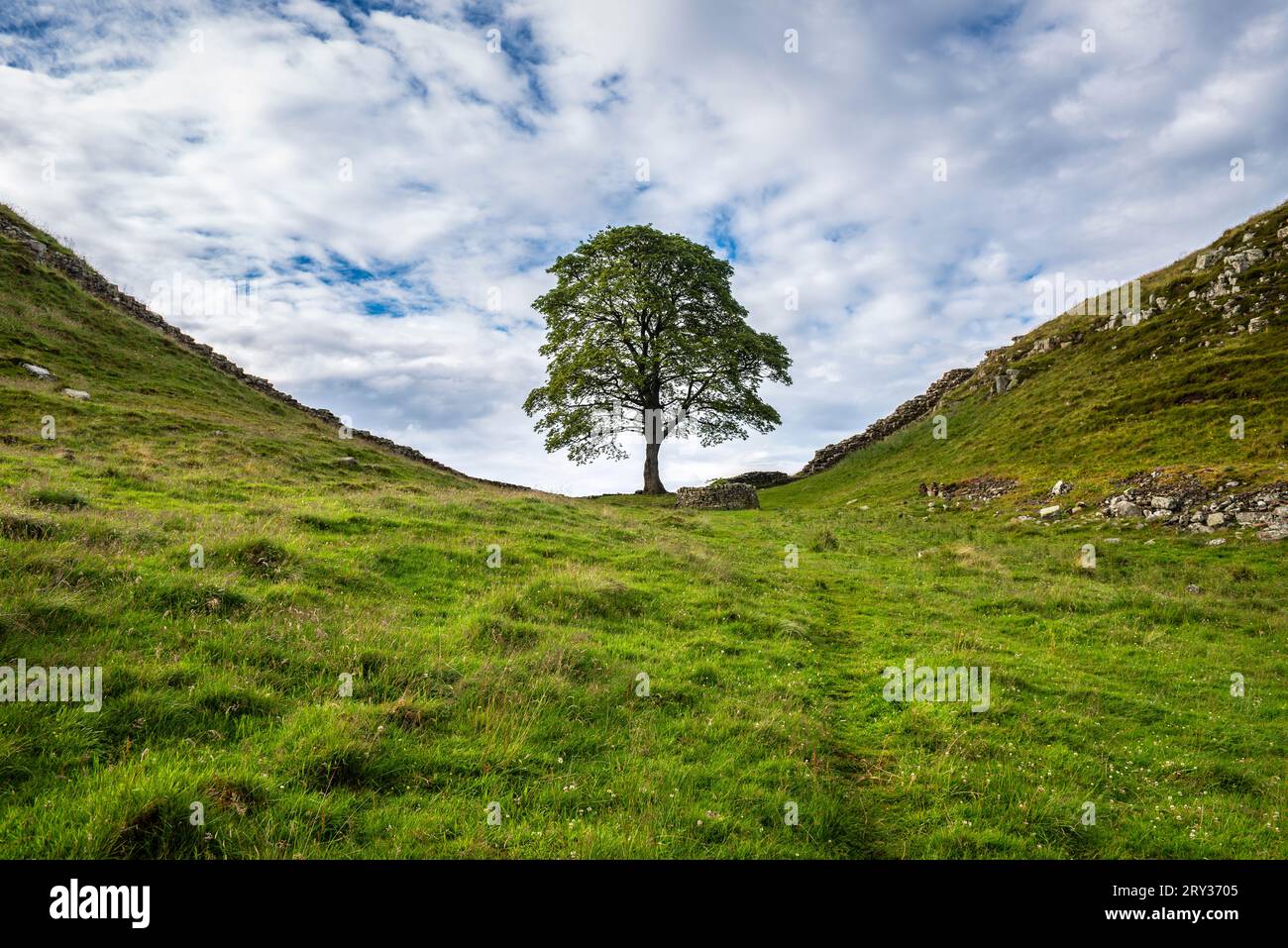 Famous tree at Sycamore Gap by Hadrian's Wall in Northumberland ...