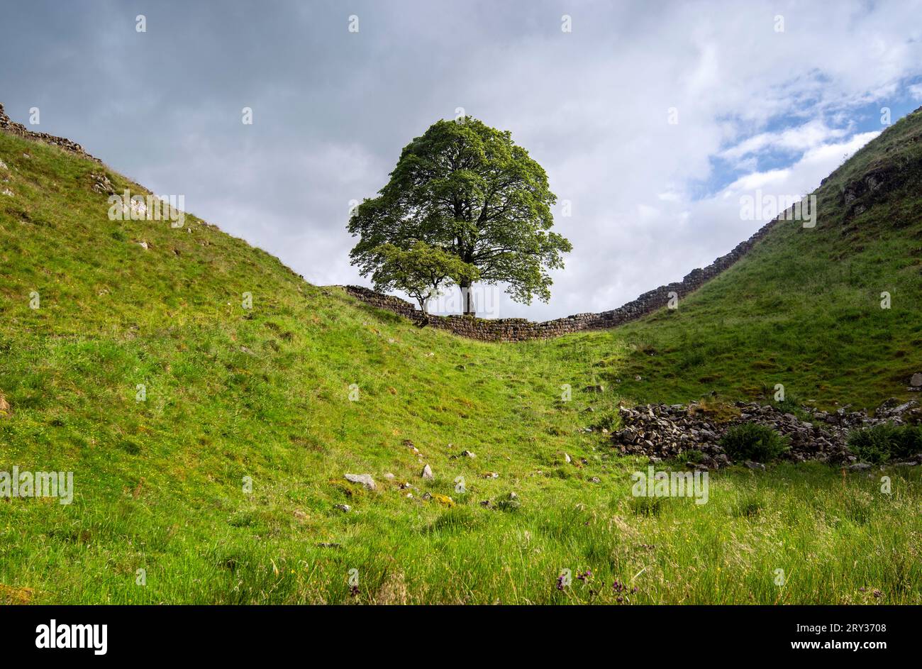 Famous tree at Sycamore Gap by Hadrian's Wall in Northumberland ...