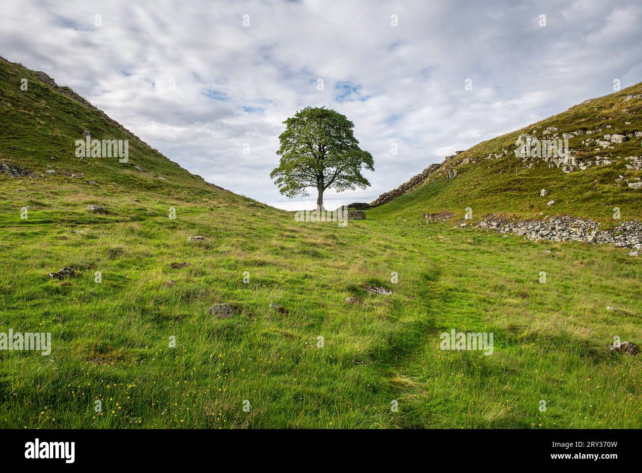 Famous tree at Sycamore Gap by Hadrian's Wall in Northumberland ...