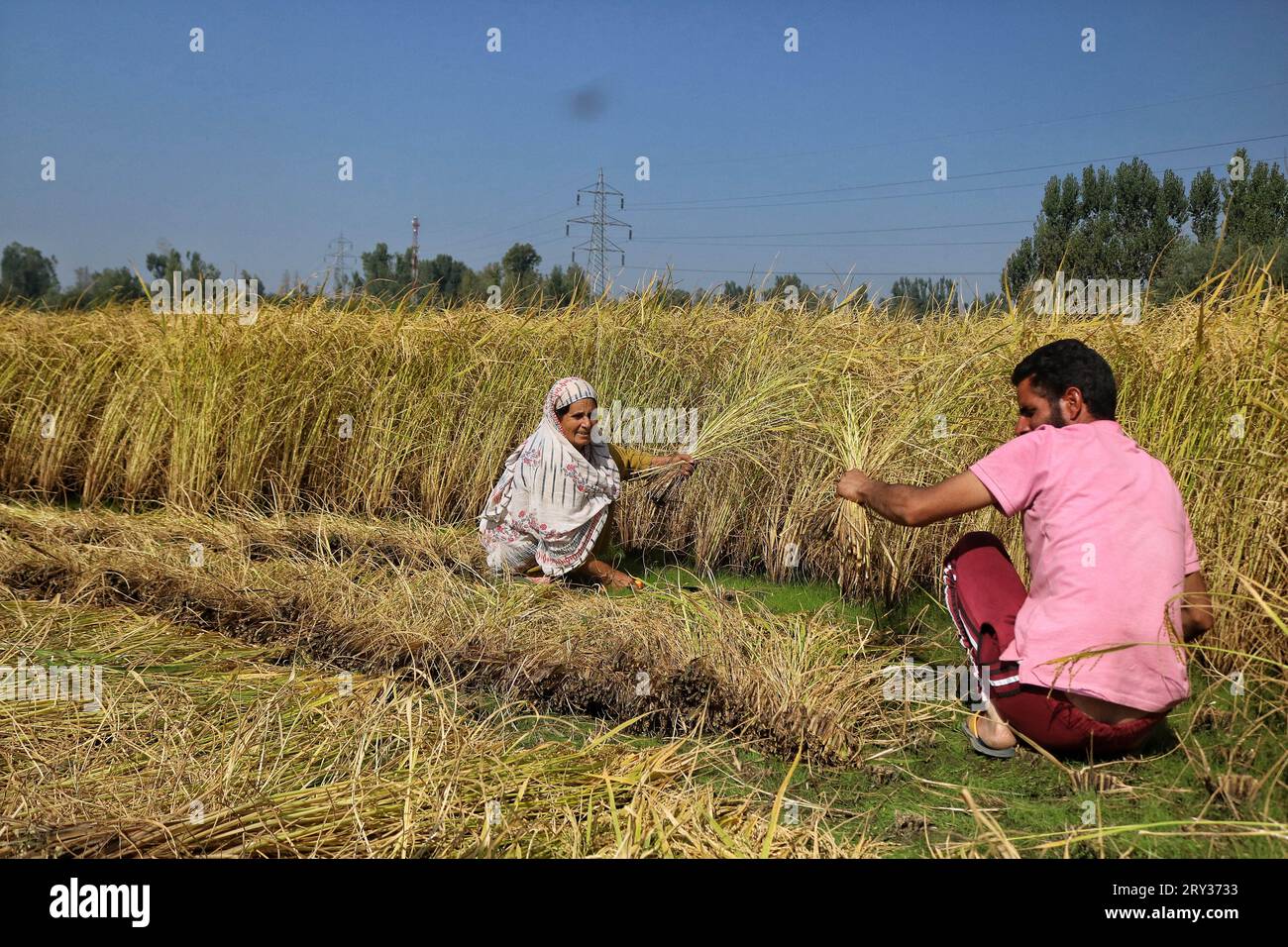 Srinagar, India. 28th Sep, 2023. September 28, 2023, Srinagar Kashmir ...