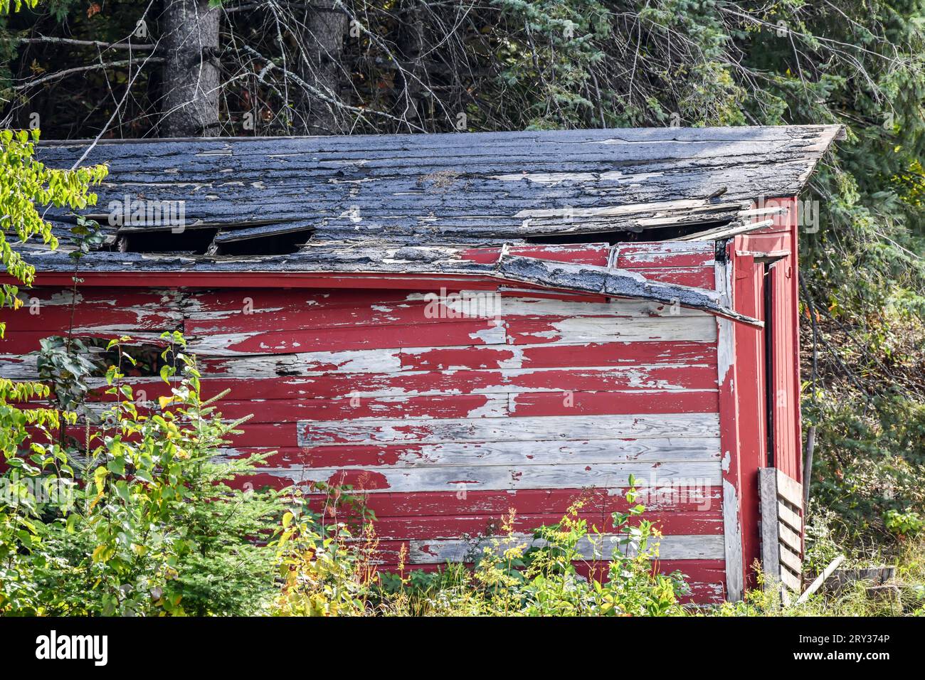 Weathered wooden red painted farm shed in the forest woods Stock Photo ...