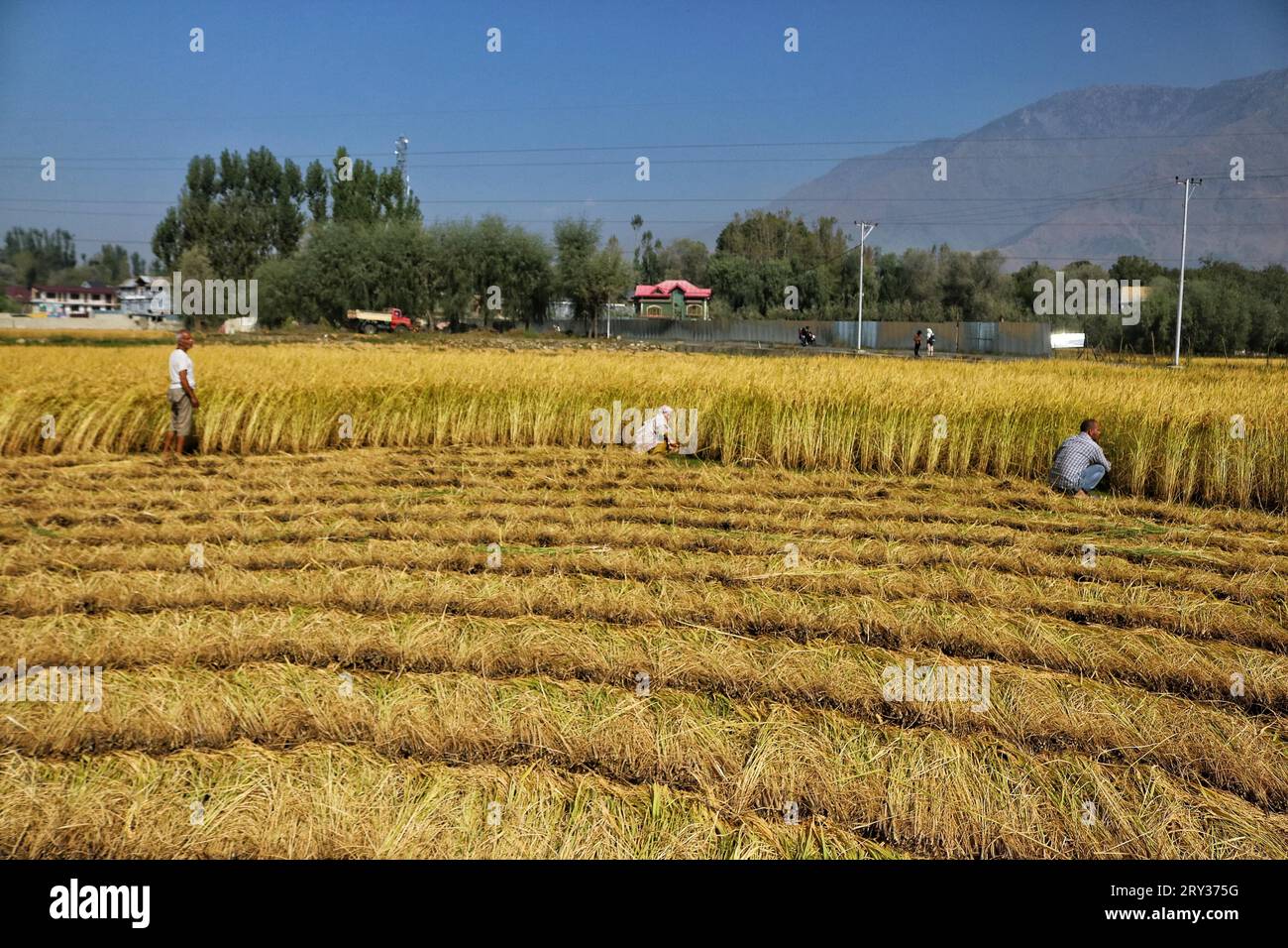 Srinagar, India. 28th Sep, 2023. September 28, 2023, Srinagar Kashmir ...