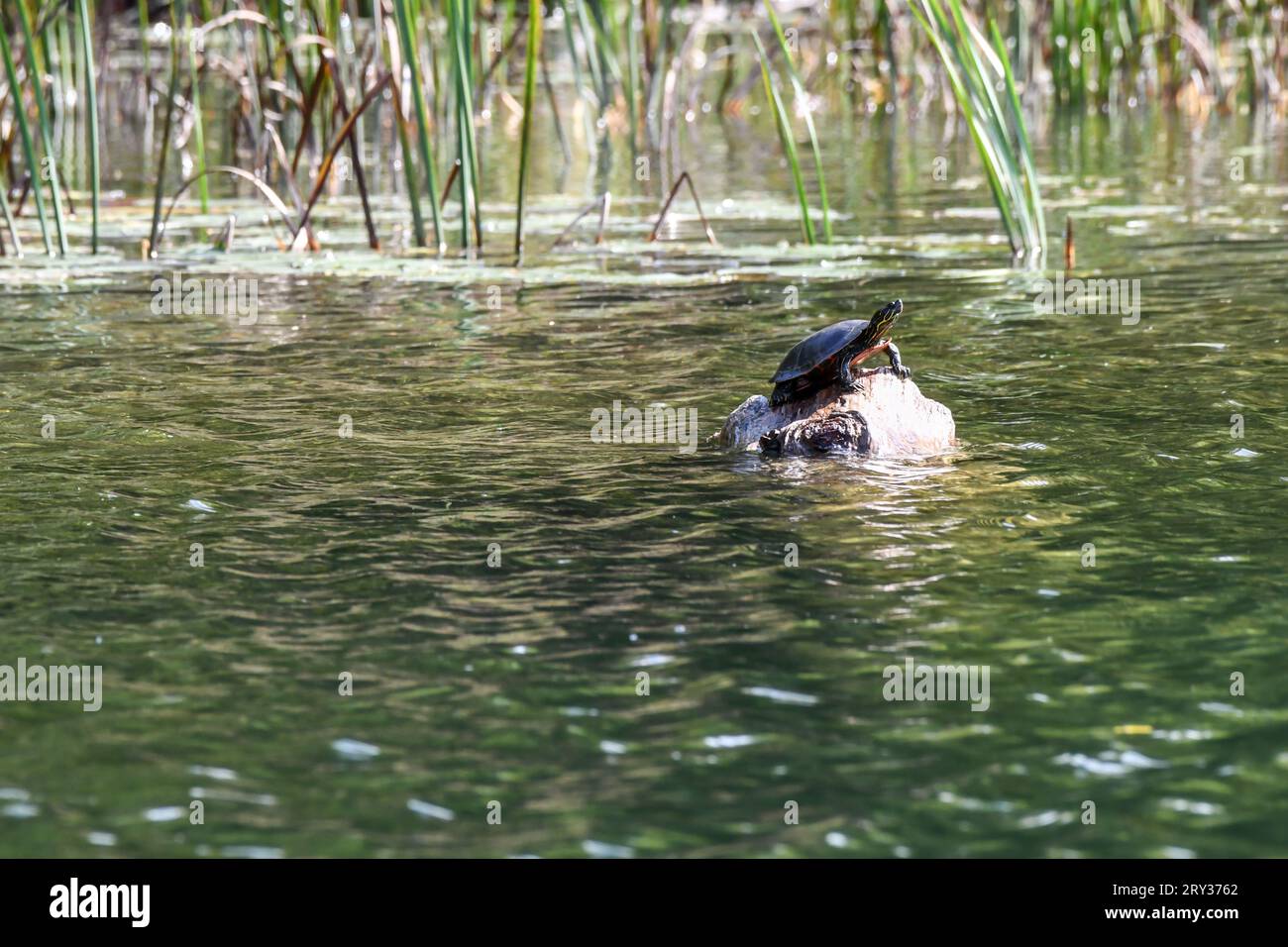 Single Lone Mud Turtle Sitting On The Fallen Log In The Fresh Water