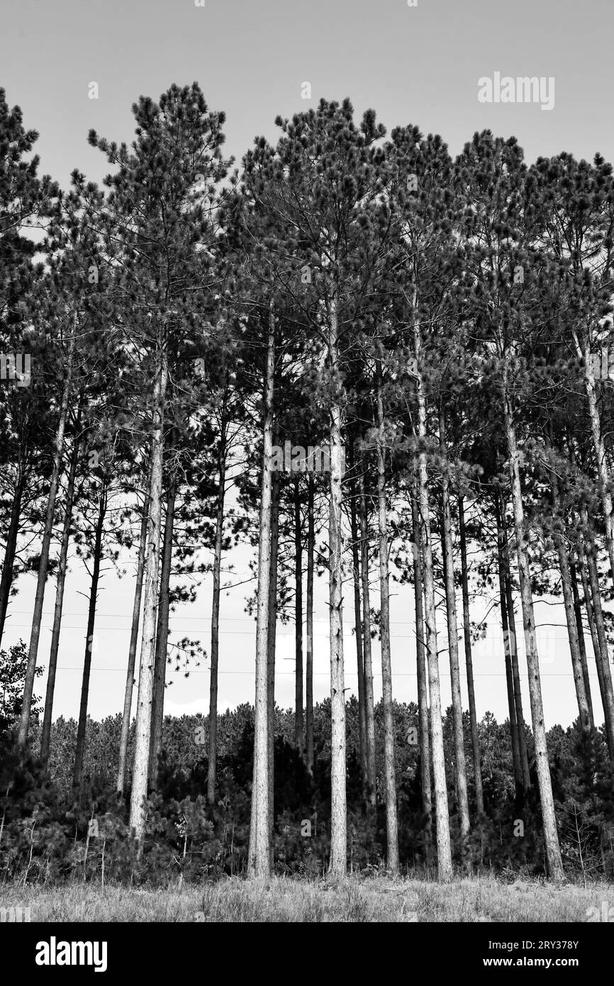 Simple pine tree silhouette hi-res stock photography and images - Alamy