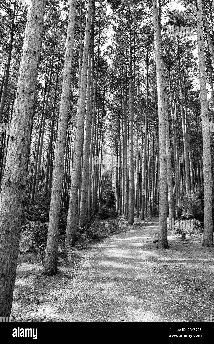 Tall pine trees in the forest woods along the hiking path Stock Photo ...