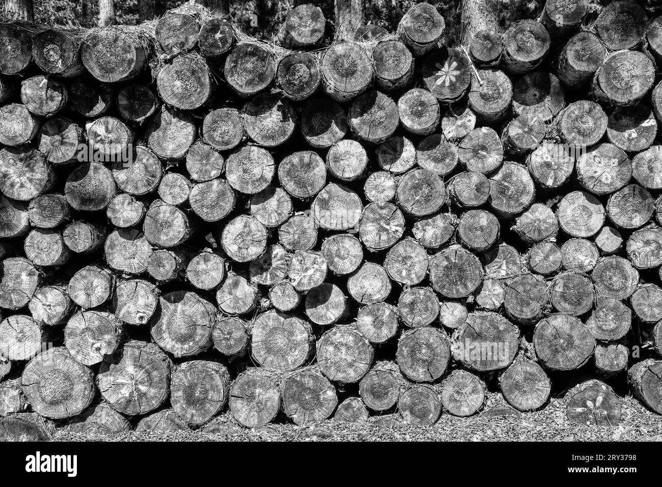 Dead wood log pile Black and White Stock Photos & Images - Alamy