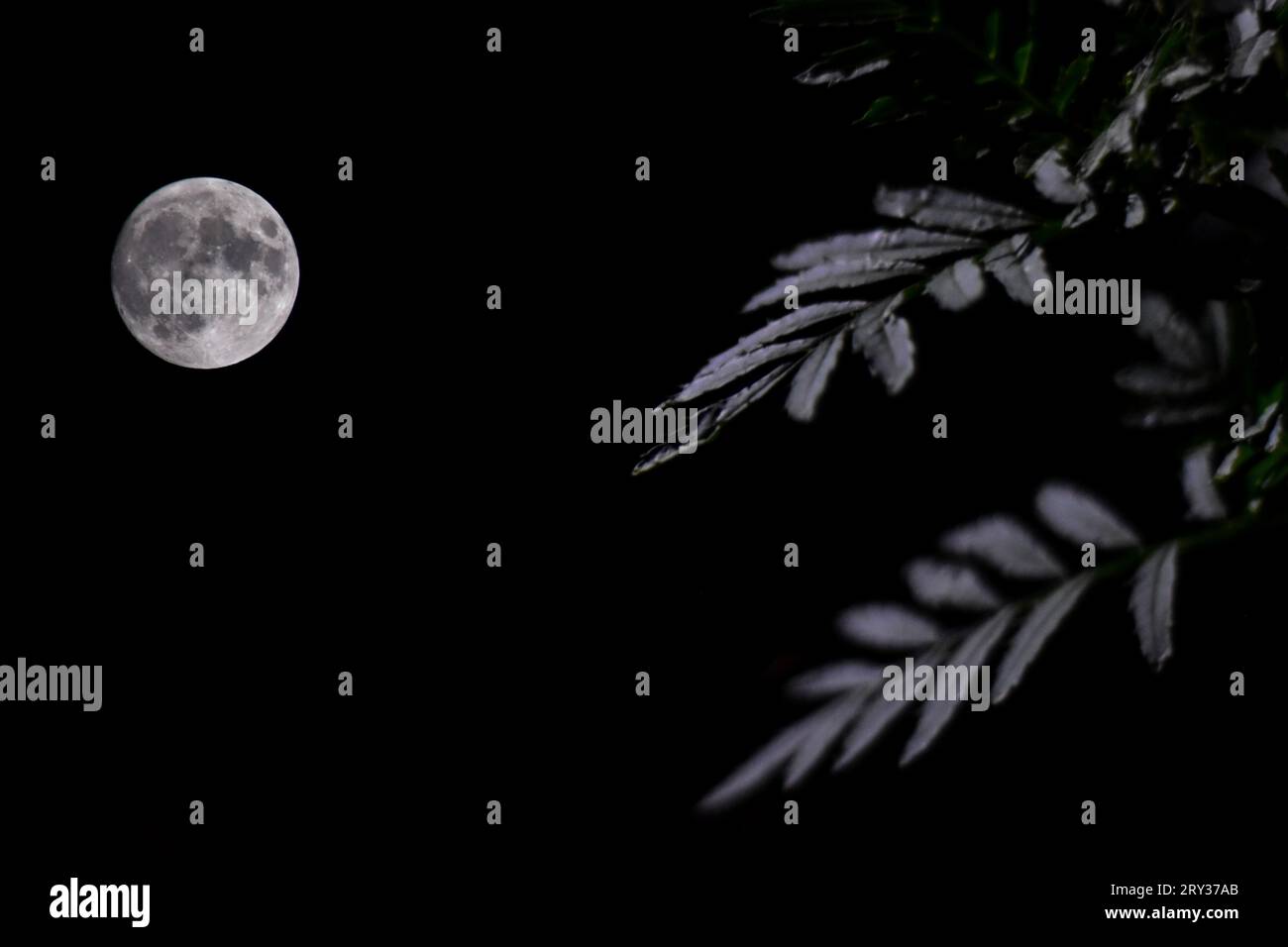 Srinagar, India. 28th Sep, 2023. The last super moon, the harvest moon ...