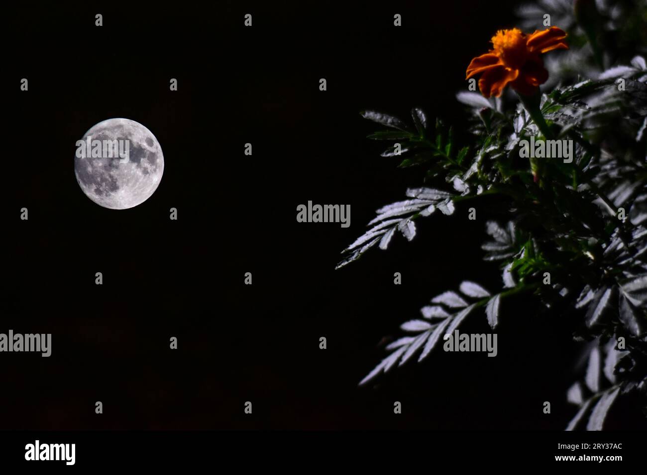 Srinagar, India. 28th Sep, 2023. The last super moon, the harvest moon ...