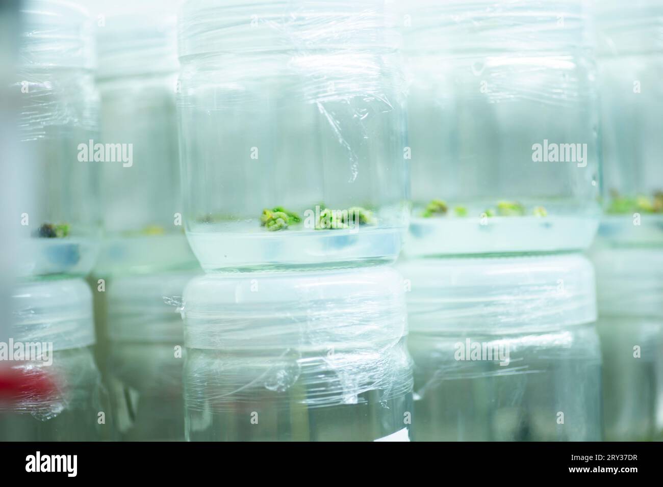 Plant Tissue Culture for Agricultural Research, stem Cell Regeneration ...