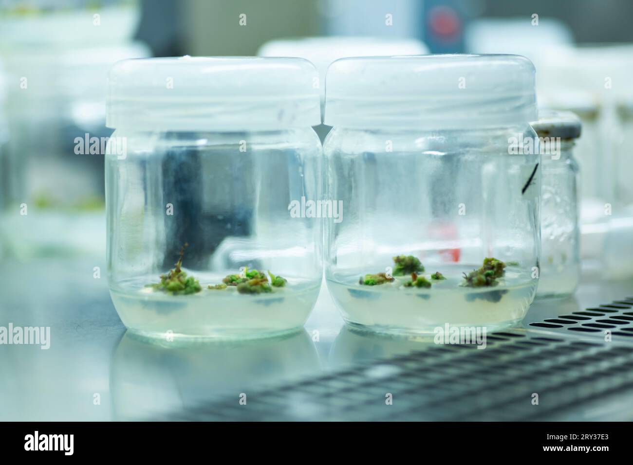 Plant Tissue Culture for Agricultural Research, stem Cell Regeneration ...