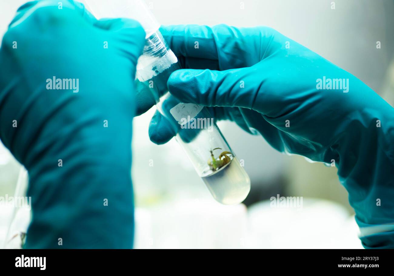 Plant Tissue Culture for Agricultural Research, stem Cell Regeneration ...