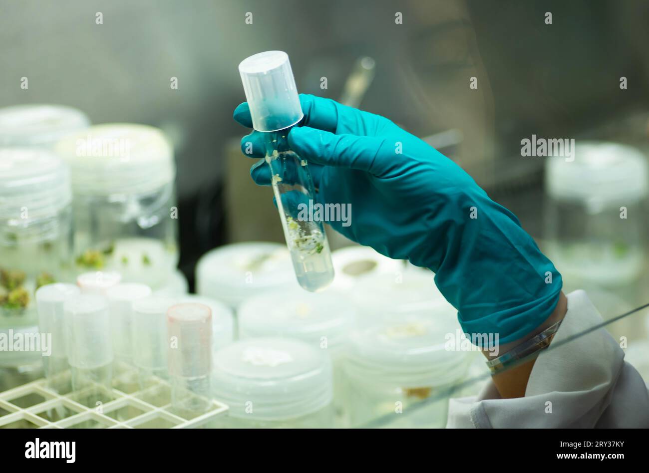 Plant Tissue Culture for Agricultural Research, stem Cell Regeneration ...