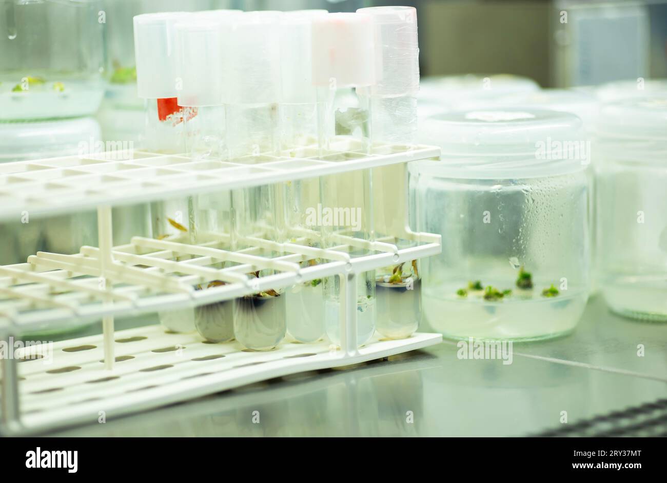 Plant Tissue Culture for Agricultural Research, stem Cell Regeneration ...