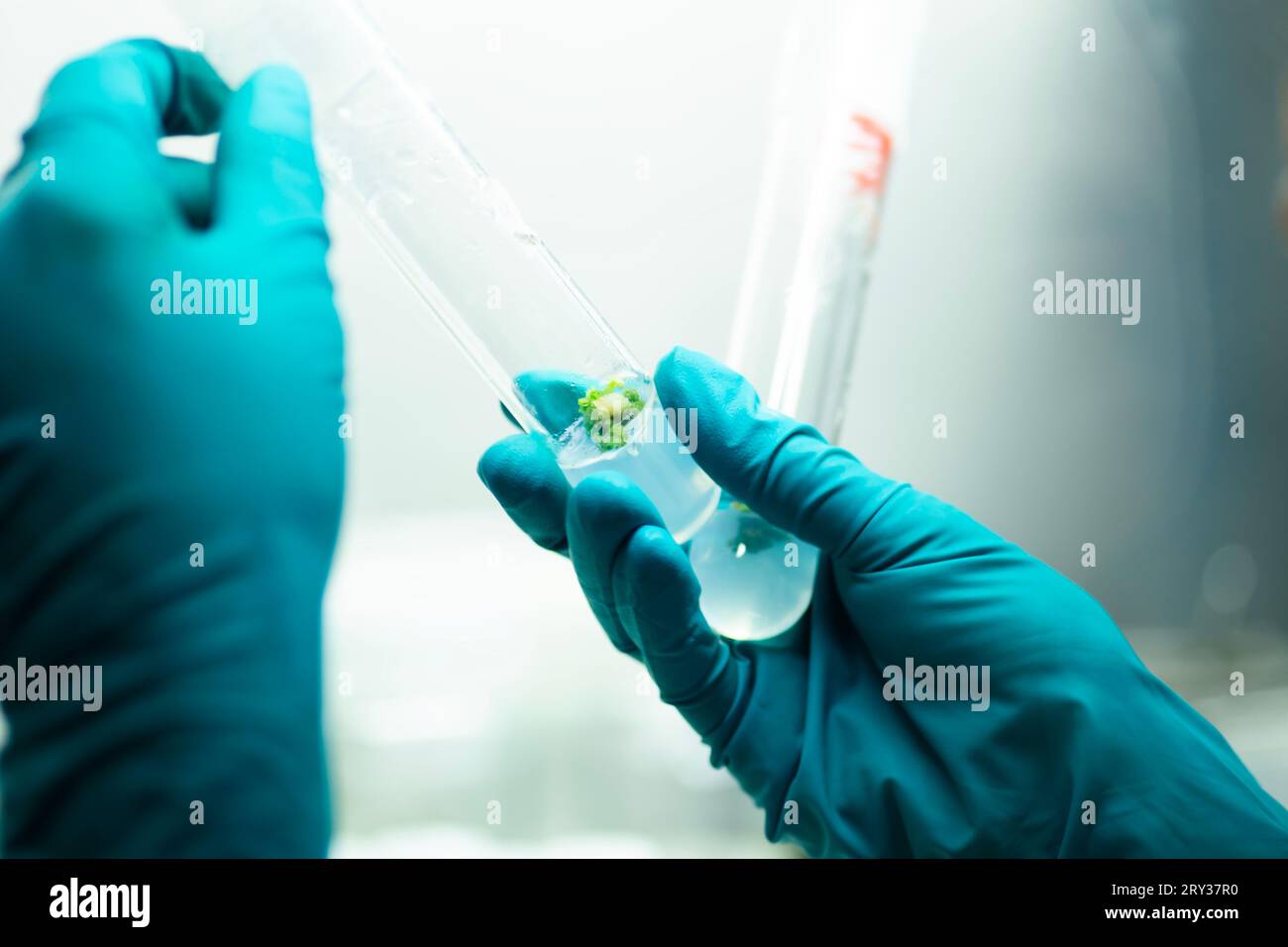 Plant Tissue Culture For Agricultural Research Stem Cell Regeneration