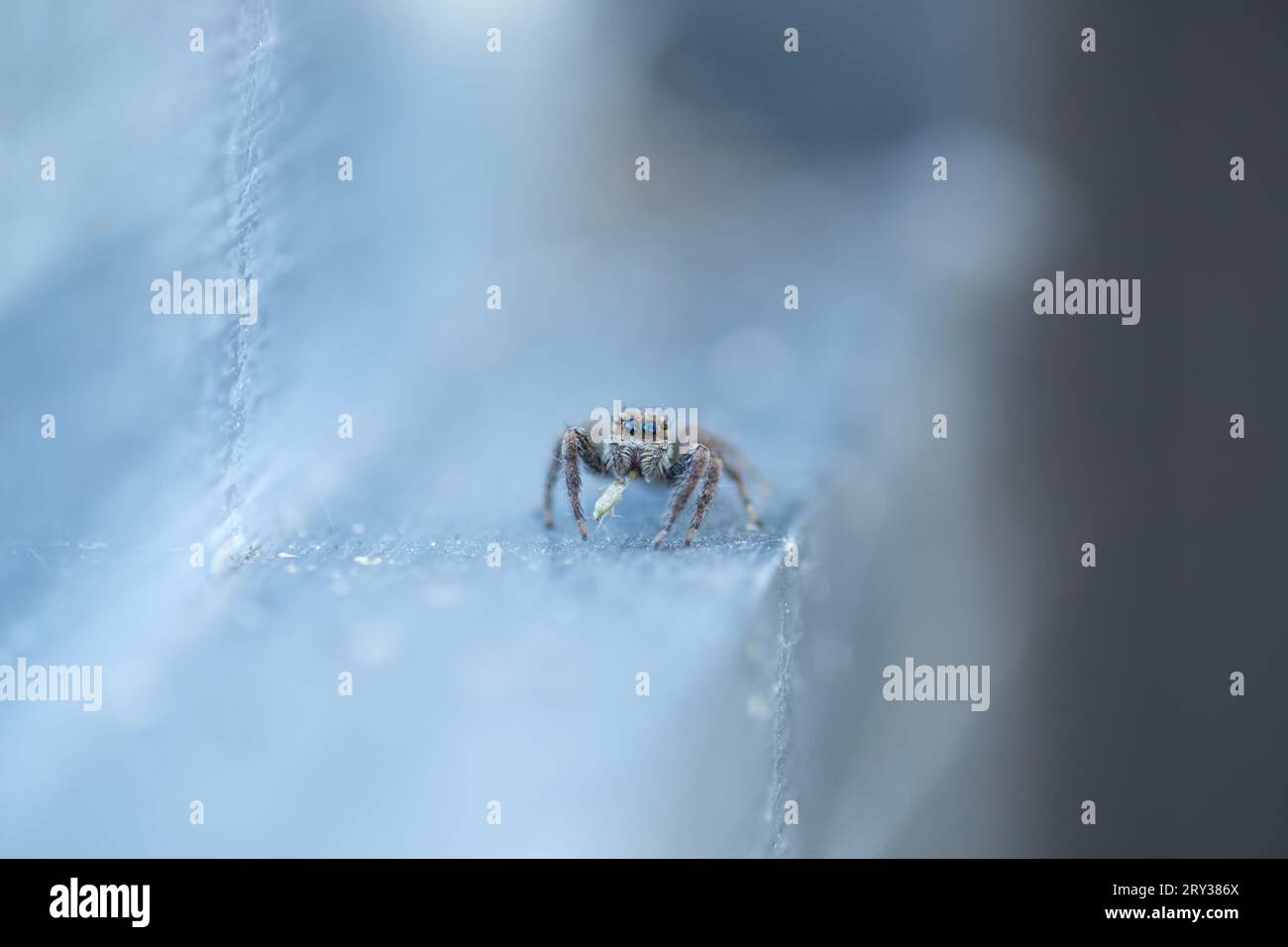 spider photo at the nature macro photo Stock Photo - Alamy