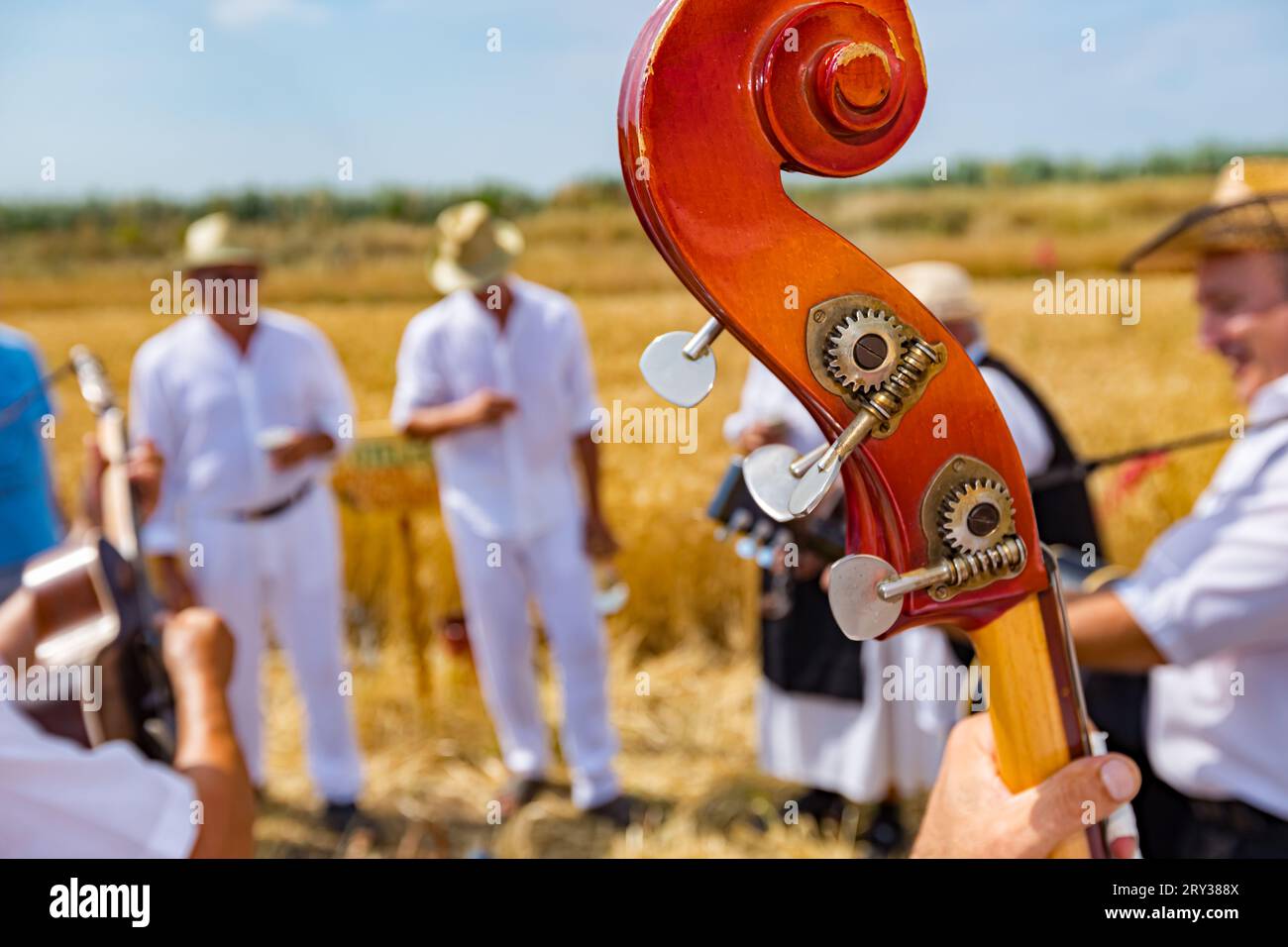 Close up shot on part of contrabass, headstock with tuning keys ...