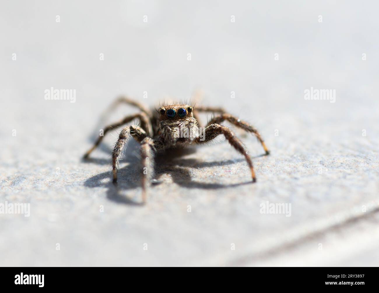 spider photo at the nature macro photo Stock Photo - Alamy