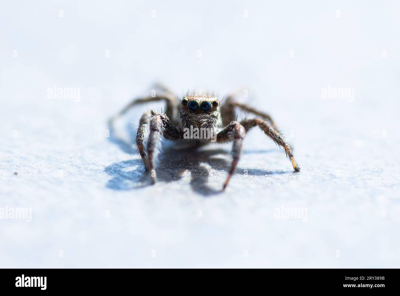 spider photo at the nature macro photo Stock Photo - Alamy