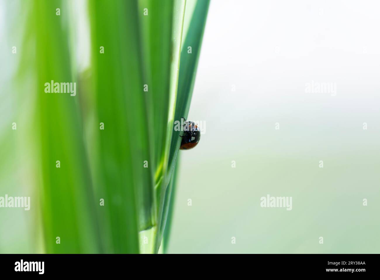 Cute Ladybug Crawling on Green Leaves Stock Photo - Alamy