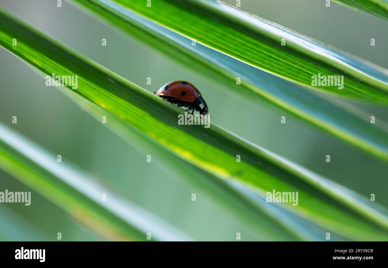 Cute ladybug hi-res stock photography and images - Alamy