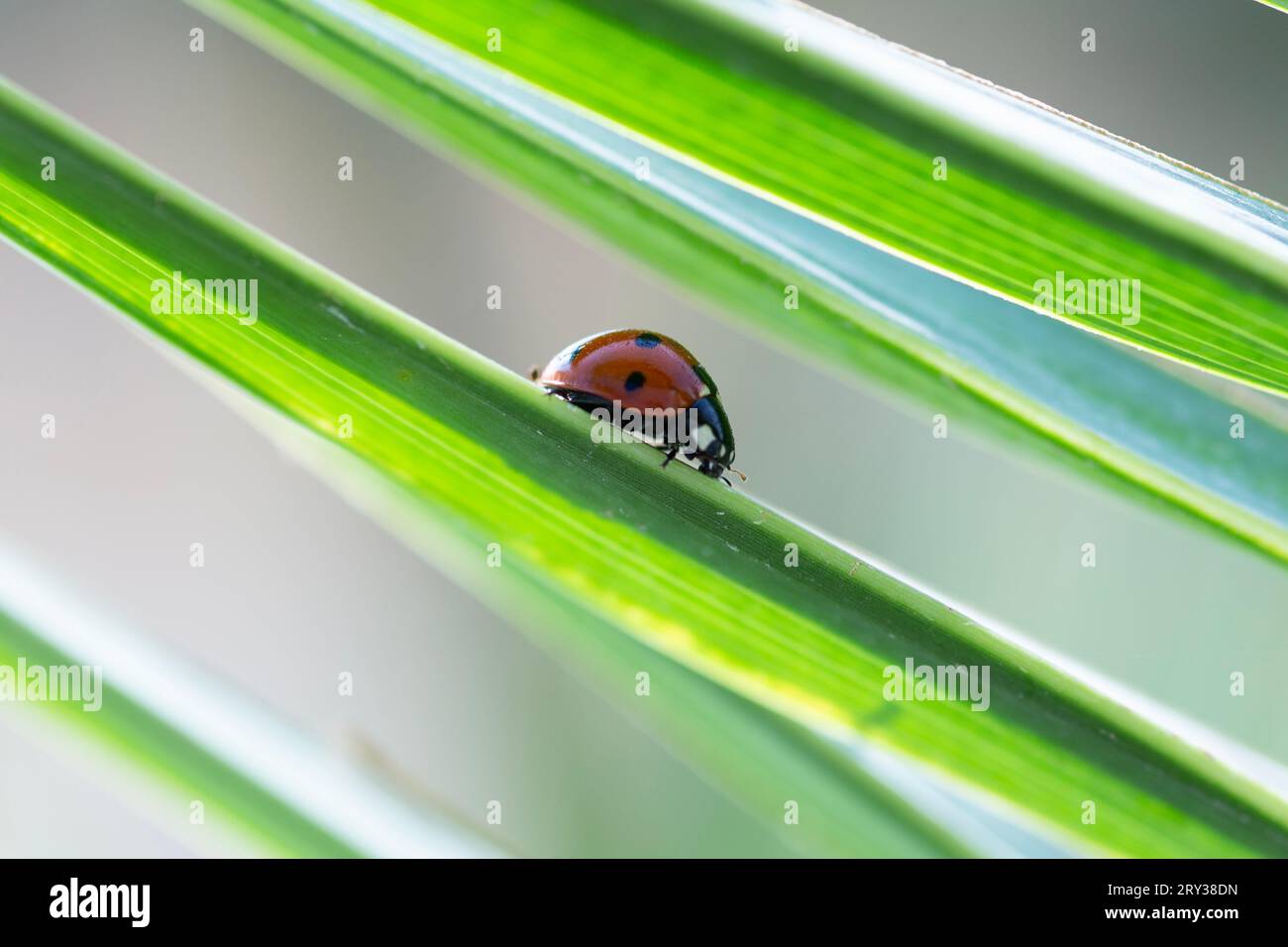 Cute Ladybug Crawling on Green Leaves Stock Photo - Alamy