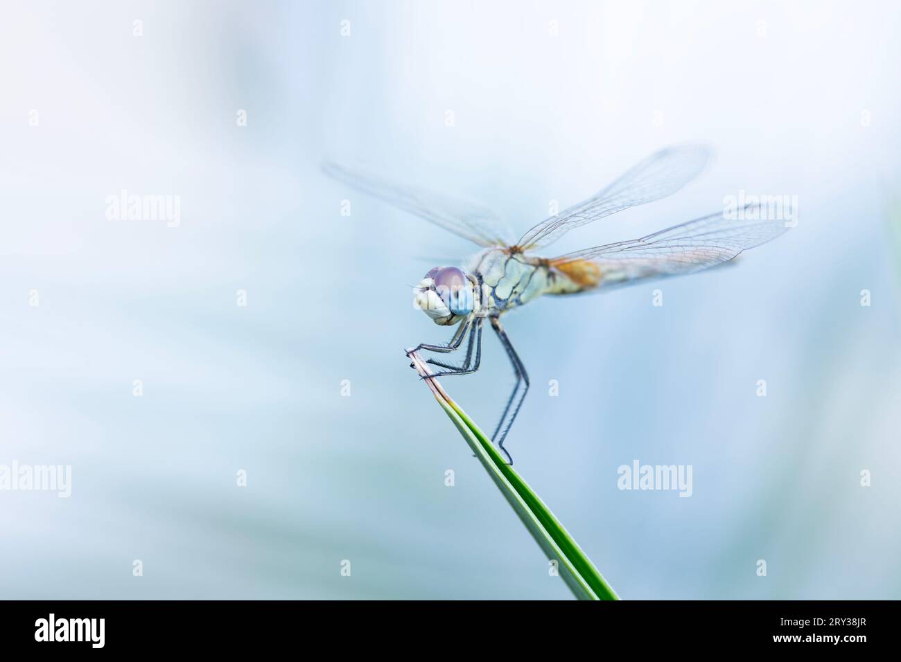 Dragonfly doodle hi-res stock photography and images - Alamy