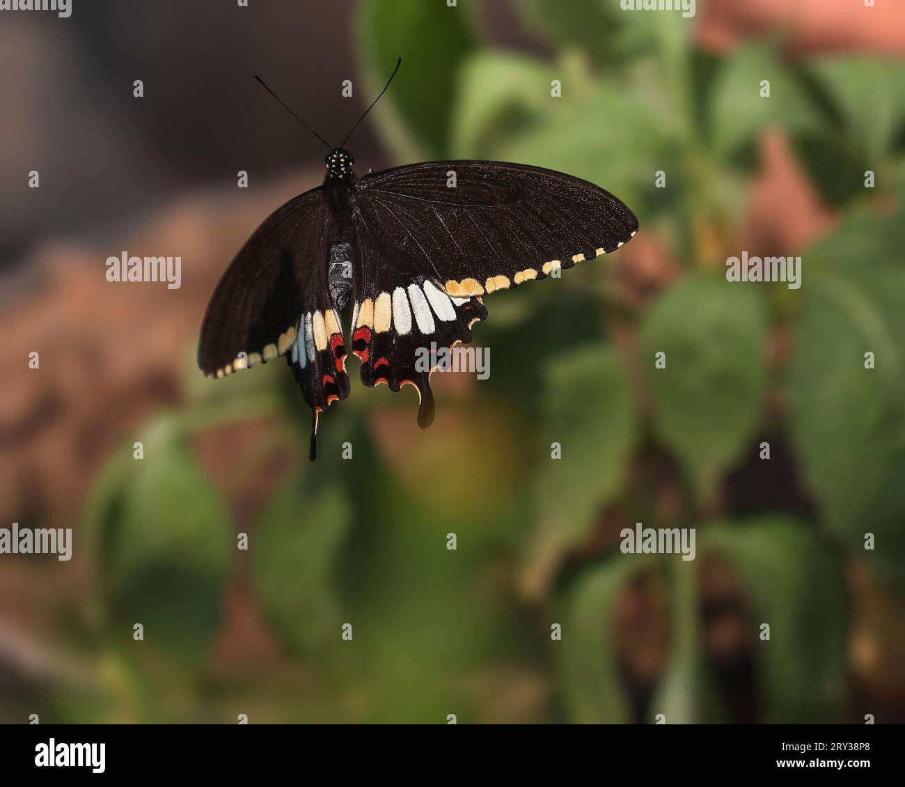 Common mormon butterfly female hi-res stock photography and images - Alamy