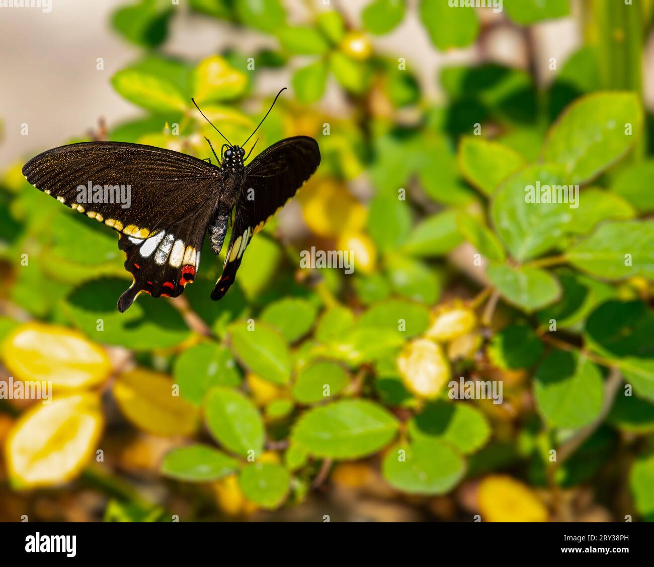 Common mormon butterfly female hi-res stock photography and images - Alamy