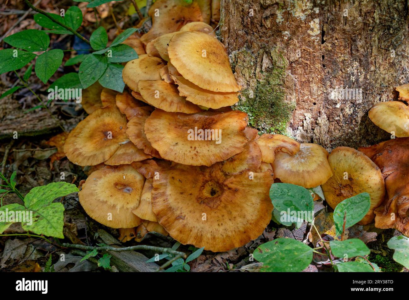 Rusty color large mushrooms with ring patterns layered on top of each ...