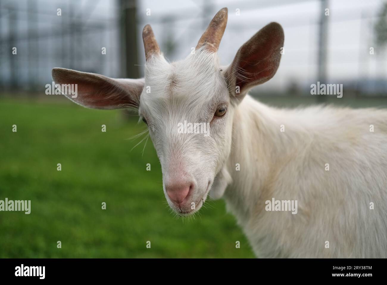 White Baby Goat with short horns Stock Photo - Alamy