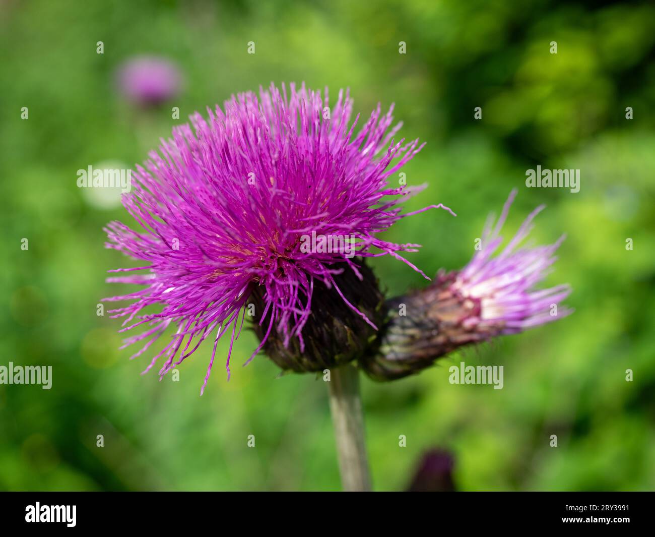 Thistle scotland emblem hi-res stock photography and images - Alamy