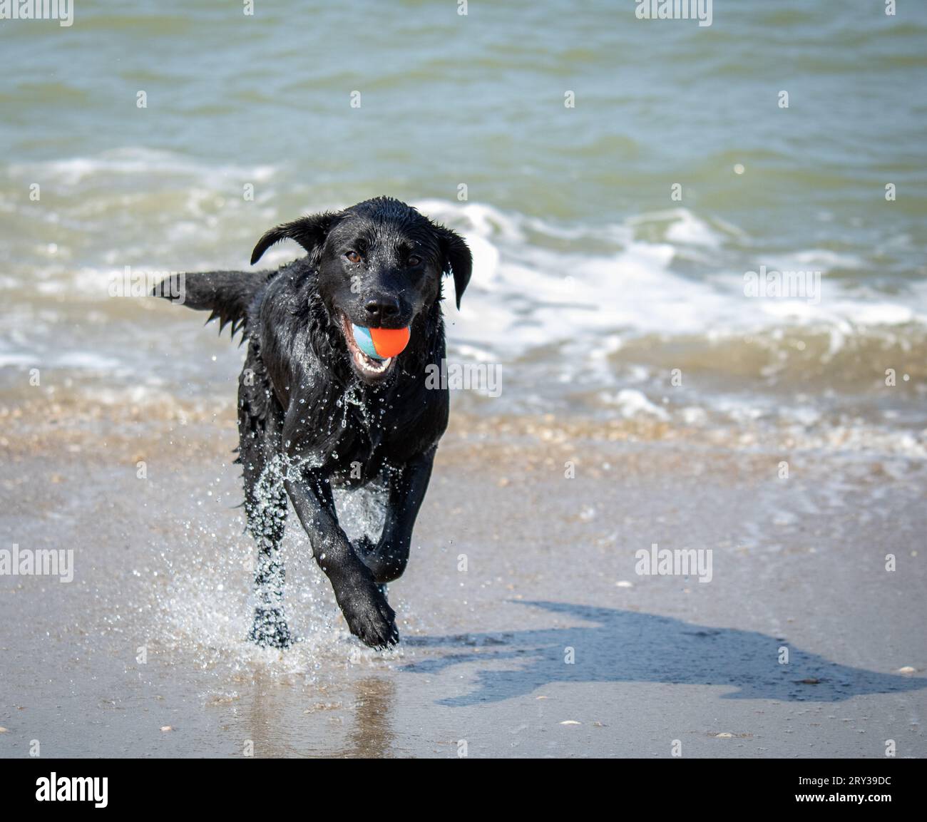 Labrador retriever silhouette hi-res stock photography and images - Alamy