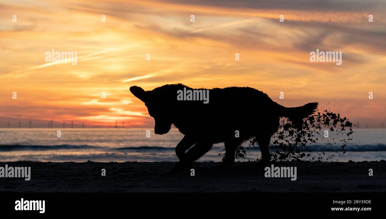 Silhouette of a labrador retriever, digging on the beach during sunset ...